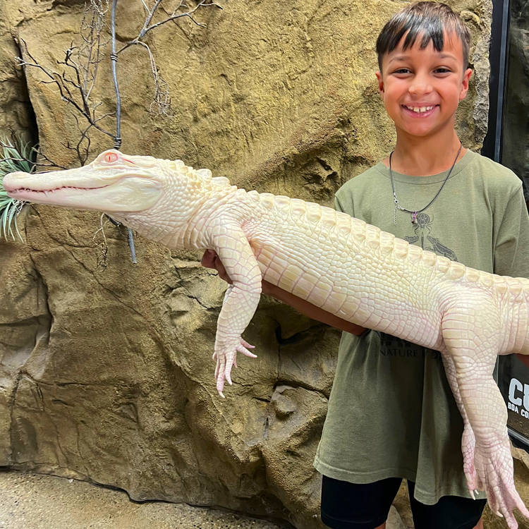 LegaSea Aquarium & The Reptarium - Indoor Interactive Aquarium & Zoo