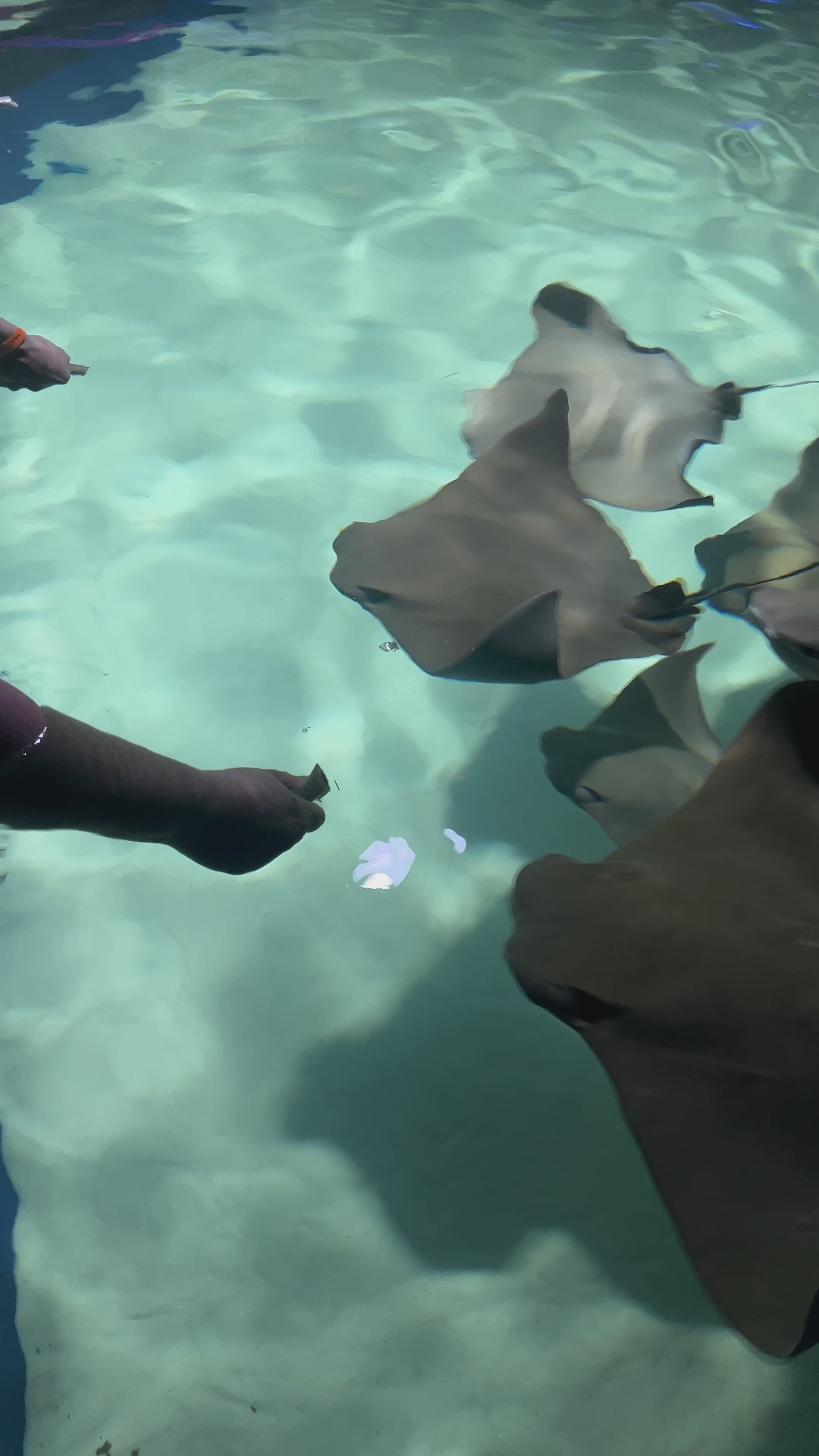 LegaSea Aquarium & The Reptarium - Indoor Interactive Aquarium & Zoo