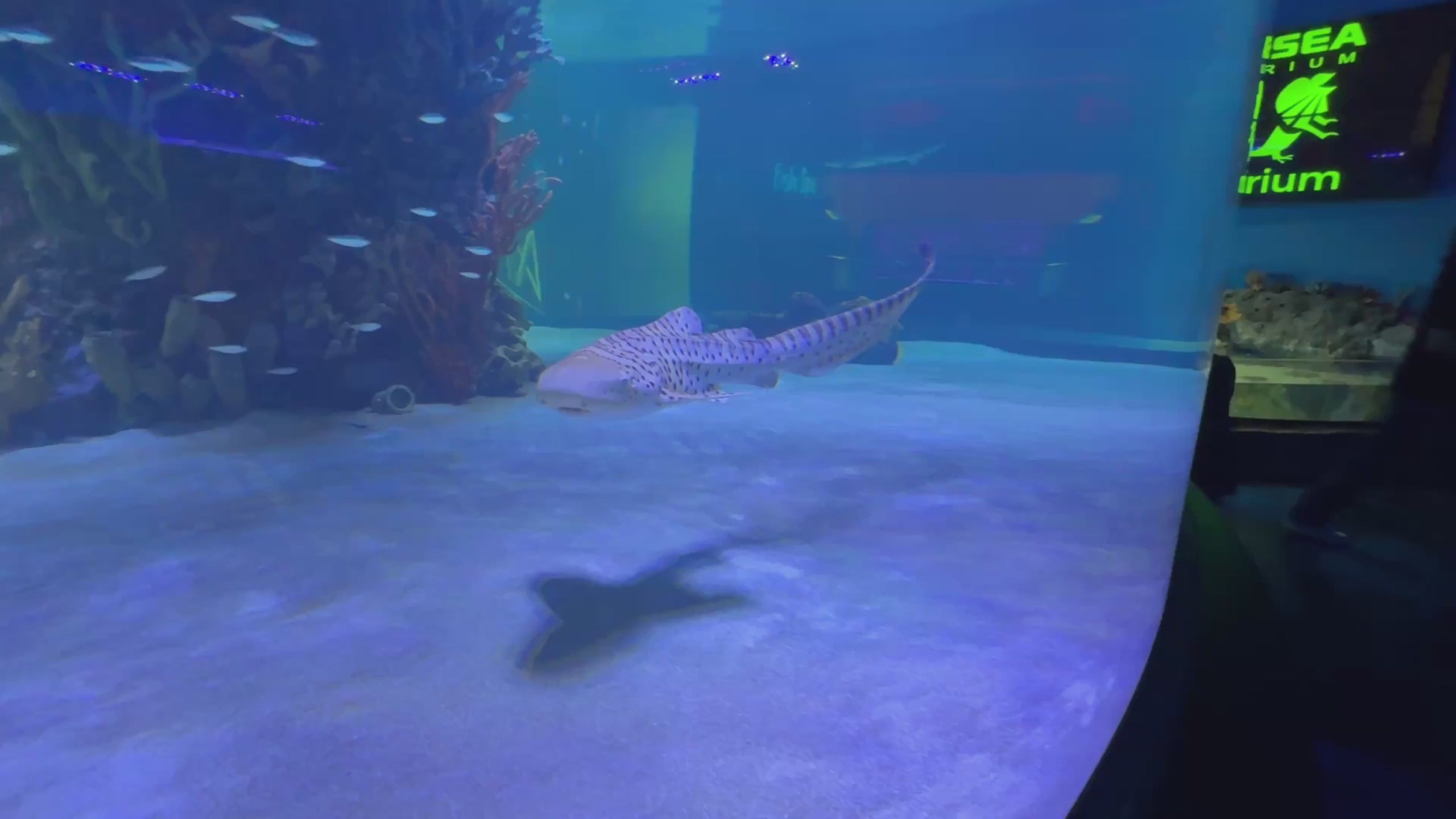 LegaSea Aquarium & The Reptarium - Indoor Interactive Aquarium & Zoo